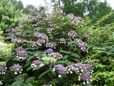 Hydrangea Aspera Species Complex Cultivars Trees And Shrubs Online