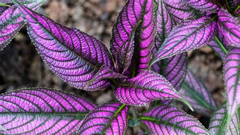 Persian Shield Flower