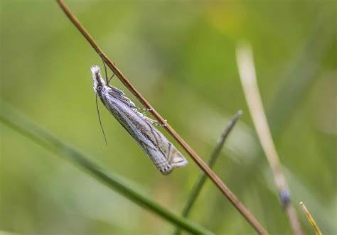 Free Picture Insect Nature Arthropod Grasshopper Invertebrate