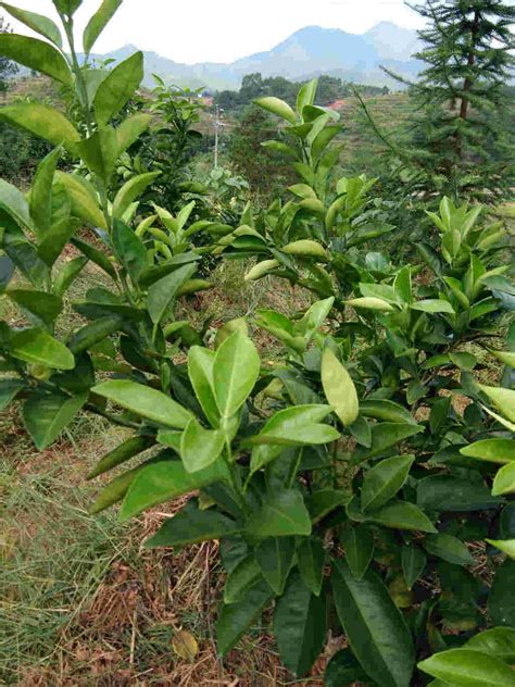 柑橘树叶子柑橘树叶大山谷图库