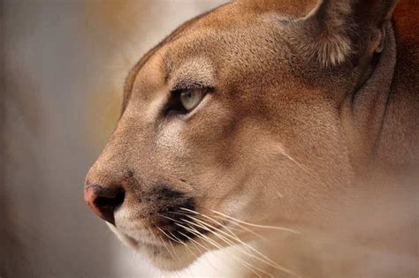 Evolution Of The Cougar North American Nature
