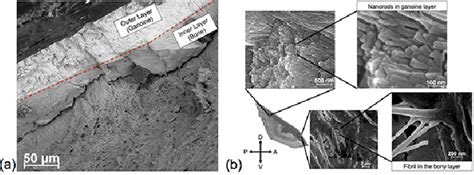 A Low Magnification Sem Image Of Typical Fracture Surface B Higher