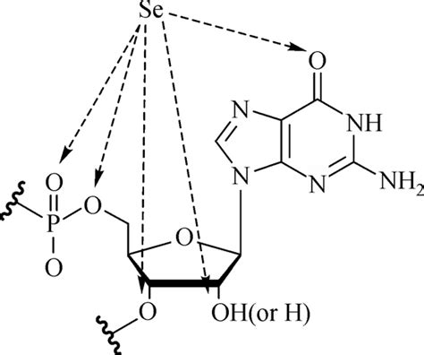 Selenium Atom Specific Modifications In Nucleic Acids Download