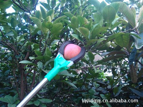 摘果 摘橙子 摘水果作文 大山谷图库