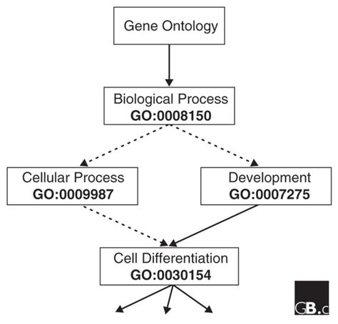 An Example Of A Directed Acyclic Graph Dag Taken From The Gene Download Scientific Diagram