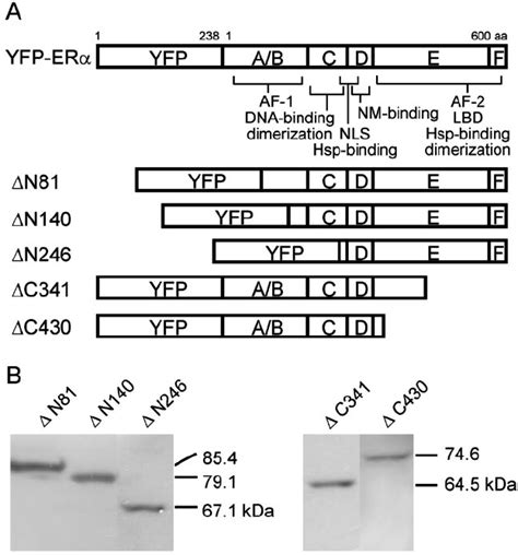 structure and expression of yfp fusions of er ␣ deletion mutants a