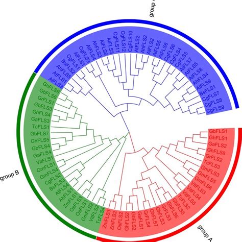 Phylogeny Tree Constructed Using Mega 7 By The Neighbor Joining Nj