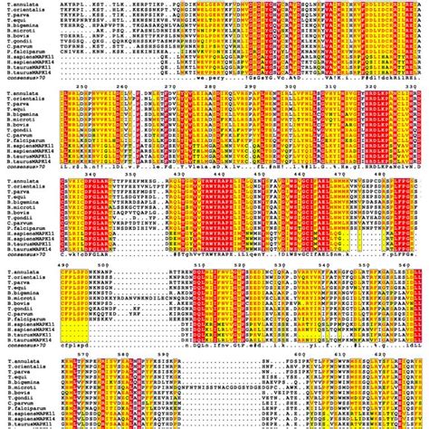 Multiple Sequence Analysis Of The Mapk2 Proteins Of Piroplasms With T Download Scientific