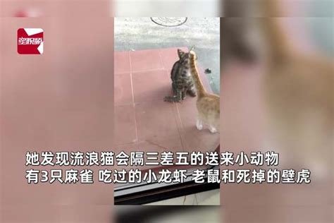 女子投喂流浪猫一年，被回送老鼠麻雀壁虎：可能是它最好的东西了