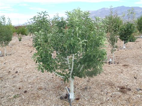 Xtremehorticulture Of The Desert Consider Miniature Or Genetic Dwarf