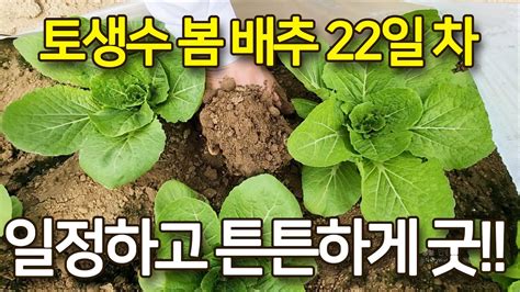 아산 토생수 봄배추 2월 밭 만들 때 토생수 1회 살포 육묘 때 3회 살포 후 정식 22일 차 2만평 모두 일정하고 튼튼하게 잘 컸습니다 토생수 수용성 비료도 최고