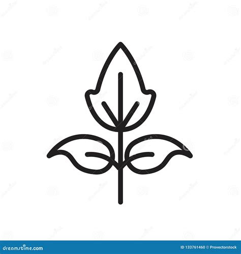 Raspberry Leaf Icon Vector Sign And Symbol Isolated On White Background Raspberry Leaf Logo