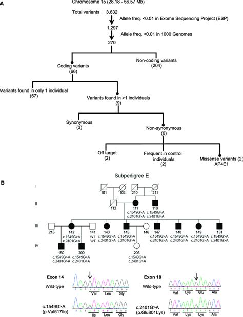 Identification Of Rare Variations In Ap4e1 A Bioinformatic Analysis
