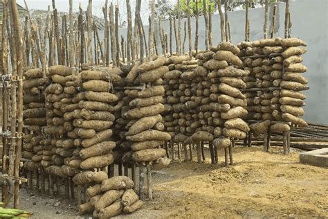 Traditional Storage Of Roots And Tubers Agric4profits