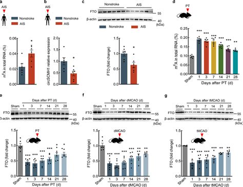 Increased M⁶a Modification And Decreased Fto In Ais Patients And Pt Download Scientific Diagram