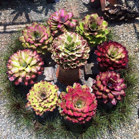 50 ไอเดียจัดสวนด้วย สับปะรดสี พันธุ์ไม้ทนแดด สีสันสดใส