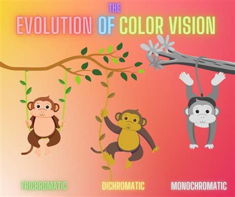 The Evolution Of Color Vision Scienceblog