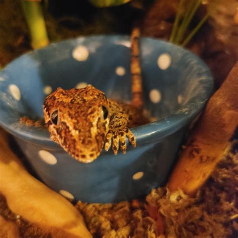 Bazelgeuse Hunts Her Next Meal R Reptiles