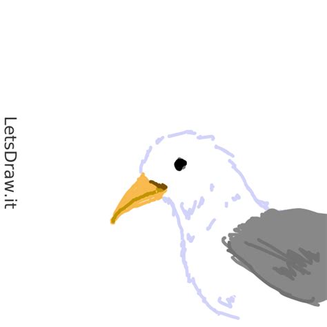 How To Draw Seagull Wguyqtfsx Png LetsDrawIt