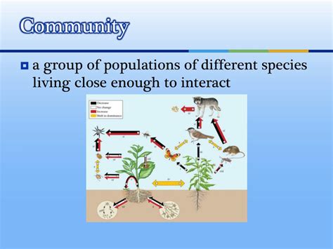 Ppt Community Ecology Powerpoint Presentation Free Download Id2051257