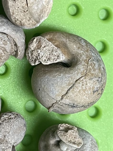Are These Real Gastropod Fossils Fossil Id The Fossil Forum