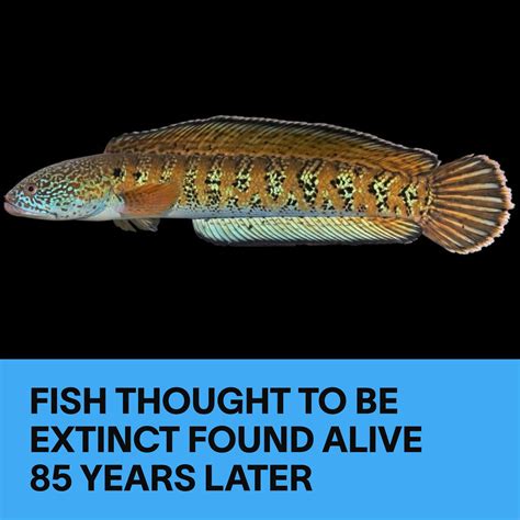 Vice The Chel Snakehead A Fish Species Believed To Be Extinct Was