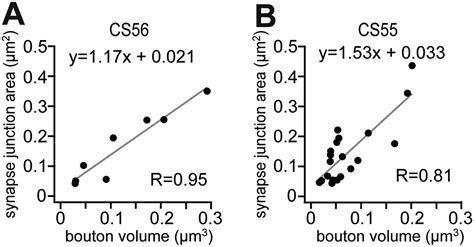 Figures And Data In Functional Effects Of Distinct Innervation Styles