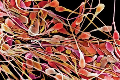 Issue 3425 Magazine Cover Date 11 February 2023 New Scientist