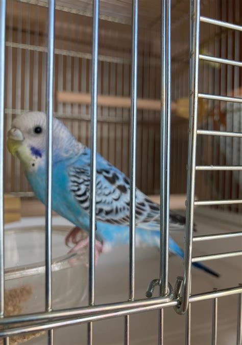 浜松市中区のホームセンターで保護された水色のセキセイインコメスです