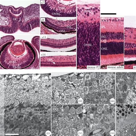 Pdf Retinal Development And Function In A ‘blind Mole