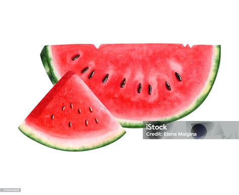 수채화 수박 조각 삼각형 반 둥근 모양 와 씨앗 그림 와 백색 절연 절연 여름 자연 디저트 건강한 익은 제품을 위한 현실적인 스타일의 맛있는 유기농 식품 0명에 대한 스톡