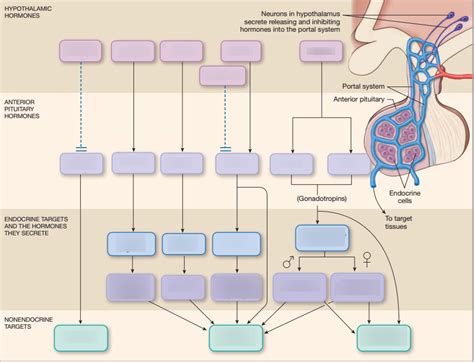 Hypothalamic Hormones