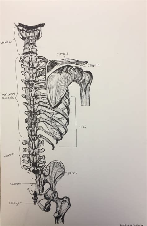 Muscle Overlays Behance