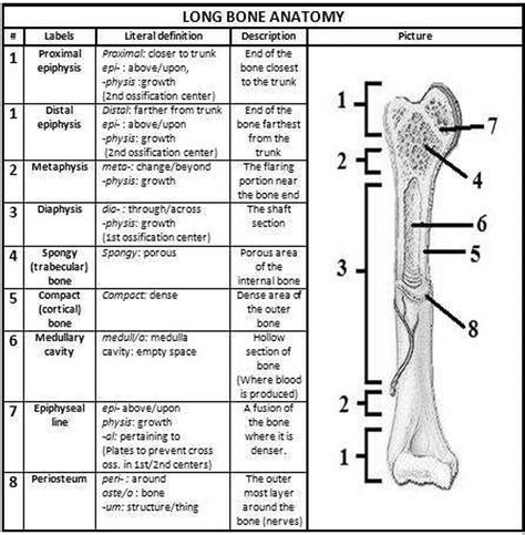 Bone Labeling Worksheets