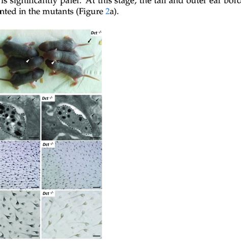 Rpe Cell Size And Shape At P0 5 Total Rpe Flat Mounts For Each Download Scientific Diagram