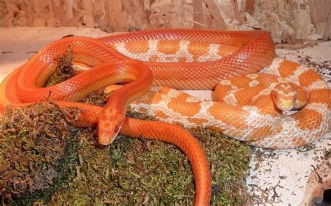 Rare Corn Snake Morphs