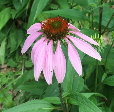 Echinacea Angustifolia