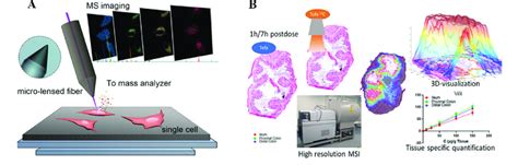 Application Of Mass Spectrometry Imaging Msi Technology A A