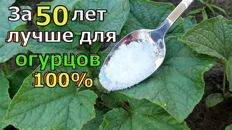 ЭТО ЧУДО в Июне и огурцы томаты перцы вмиг пойдут в рост Youtube