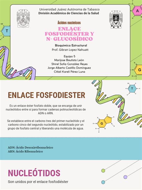 Enlace Fosfodiester Y Enlace N Glucosidico Pdf Nucleótidos Rna