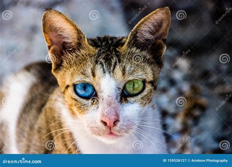 Heterochromia Cat