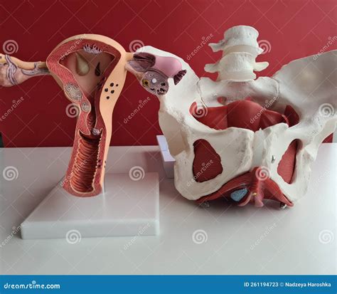 Anatomy Of Pelvis Of Woman Gynecology Of Uterus And Pelvic Bones