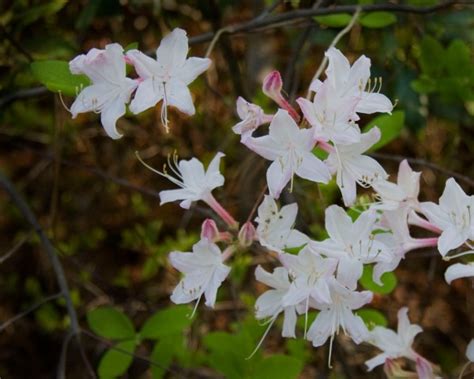 Oconee Azalea Piedmont Gardener