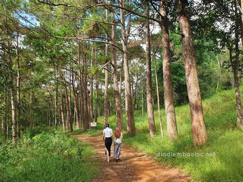 Đồi Thông Phương Bối Địa Điểm Bảo Lộc