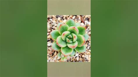 야인 2021년 파종이 소형종 엄마 아빠를 모르겠어요 ~ ㅎ 파종이 다육 다유기 다육이 다육식물 반려식물 다육판매 다육이판매 다육이키우기 다육인스타그램