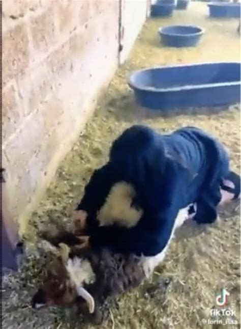 أثارت جدلا واسعا فتاة تختار خروف العيد بطريقتها الخاصة صور مبتدا