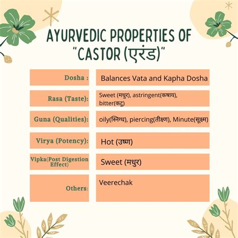 Eranda Castor Oil Plant Intro Names Benefits Usages Gallery — Herbal