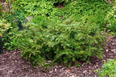 Japanese Plum Yew