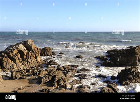 Rocky Shores Ecosystem