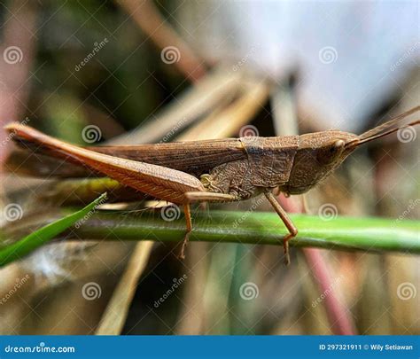 Grasshopper On A Branch Stock Image Image Of Macro 297321911 Grasshopper On A Branch Stock Image Image Of Macro 297321911